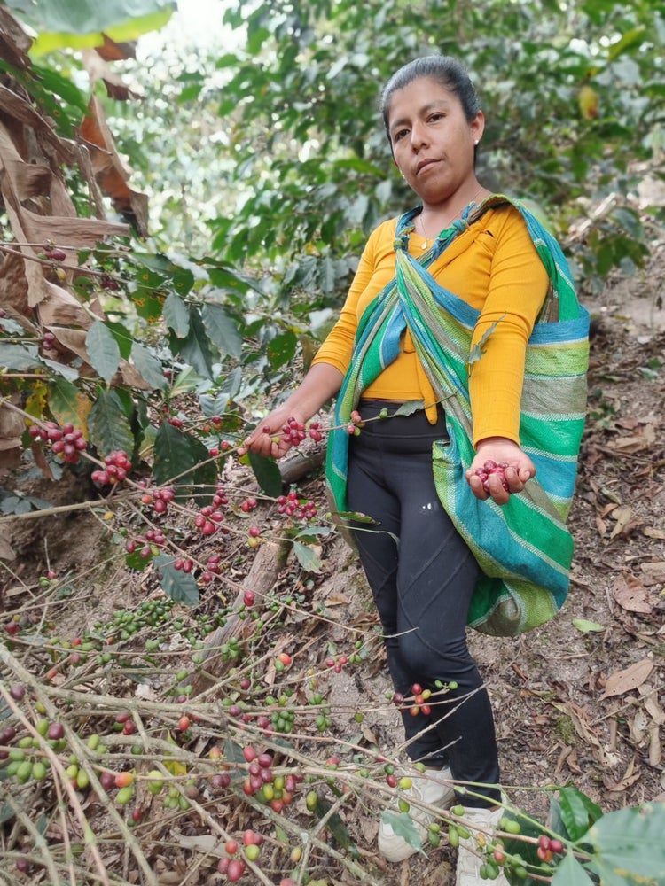 Sucafina: Lisbeth Paredes Geisha Fully Washed